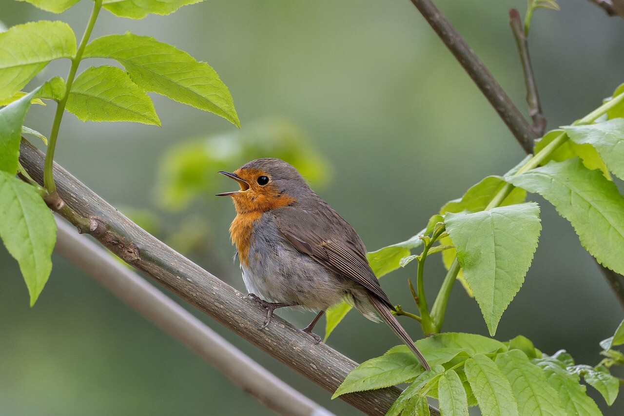 HOW TO REMOVE BIRD POO FROM PAVERS - Tile Cleaning, Sealing and ...